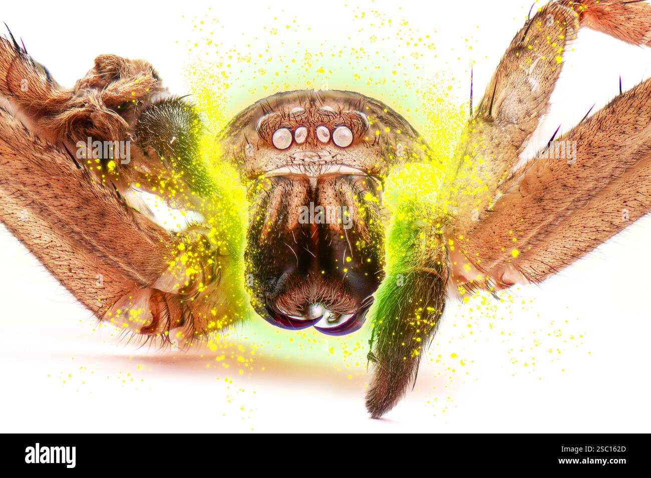 Australian Huntsman Spider Shell with particle effects Stock Photo - Alamy