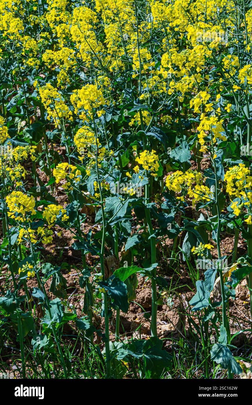 A closeup of individual canola plants with their yellow flowers and ...