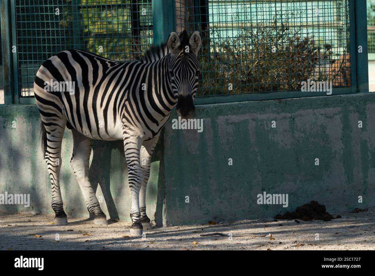 Zebra Zoo Enclosure Animal - A zebra stands in a zoo enclosure Stock ...