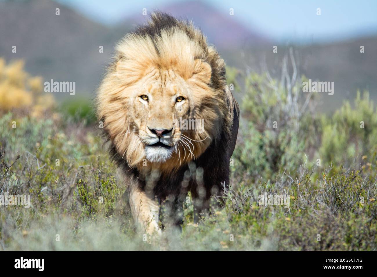 A powerful male lion with a golden mane stares intently, exuding ...