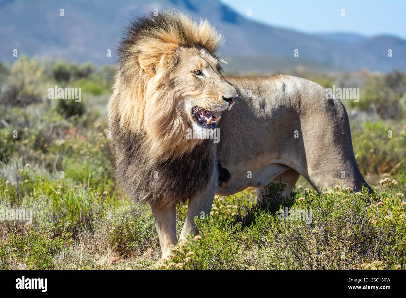 A powerful male lion with a thick golden mane, his piercing yellow eyes ...