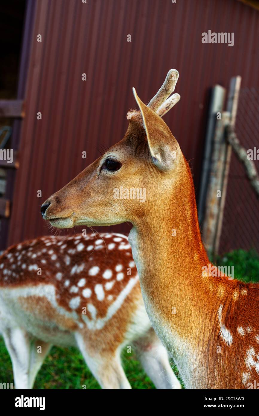 Young deer with distinct markings stands gracefully under soft light in ...