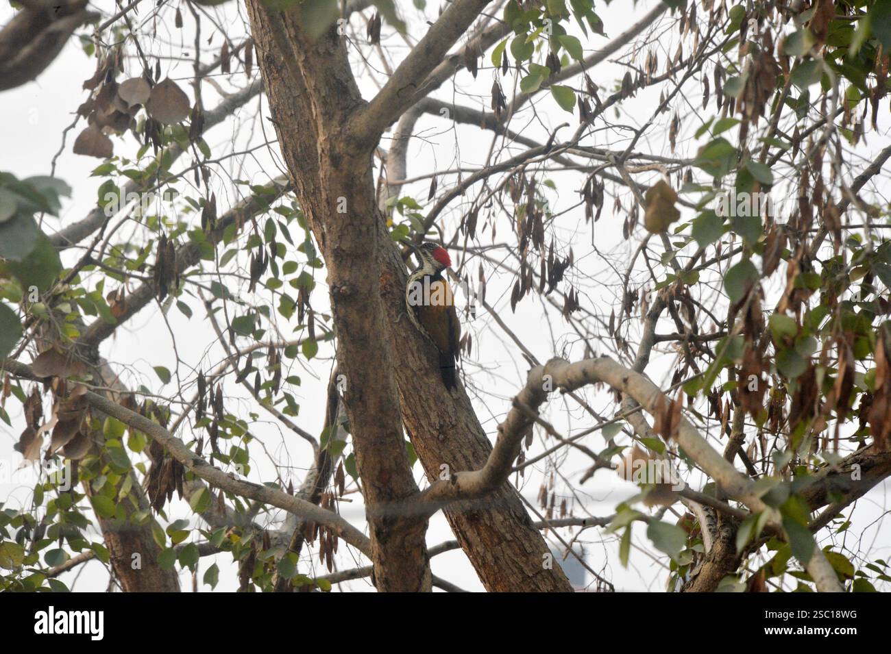 Siliguri, West Bengal, India. 5th Feb, 2025. A Woodpecker bird is seen ...