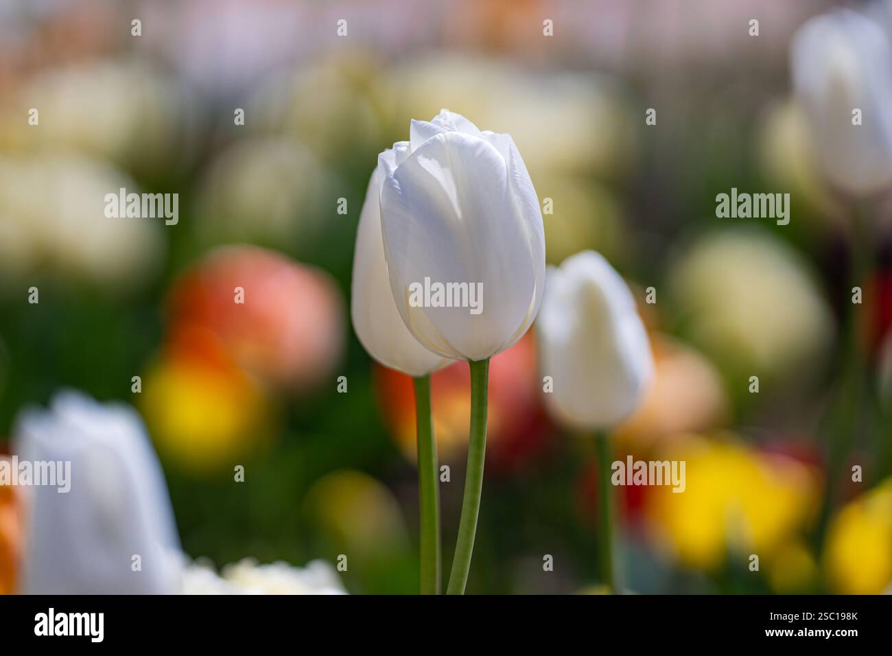 Tulips flowers in a spring field. White tulips with beautiful bouquet ...
