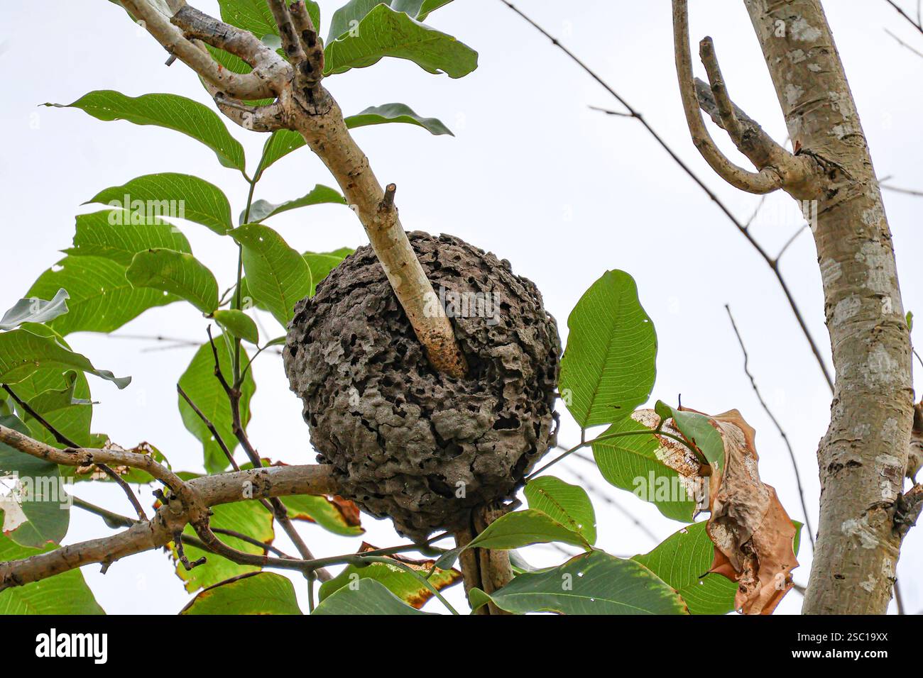 A colony's arboreal carton nest ants Crematogaster castanea. Close up ...