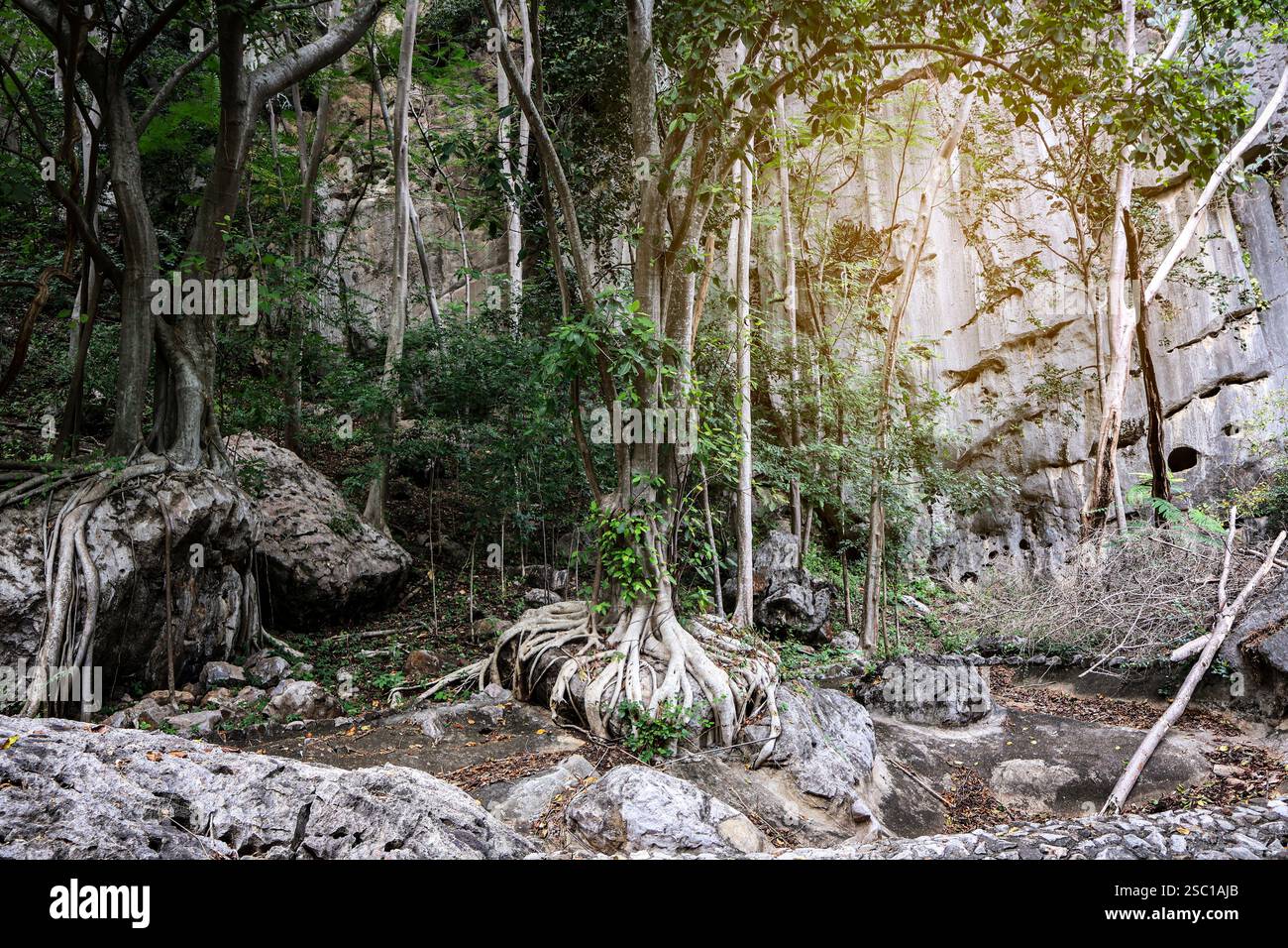The powerful roots of the weeping fig tree (Ficus benjamina) entwined ...