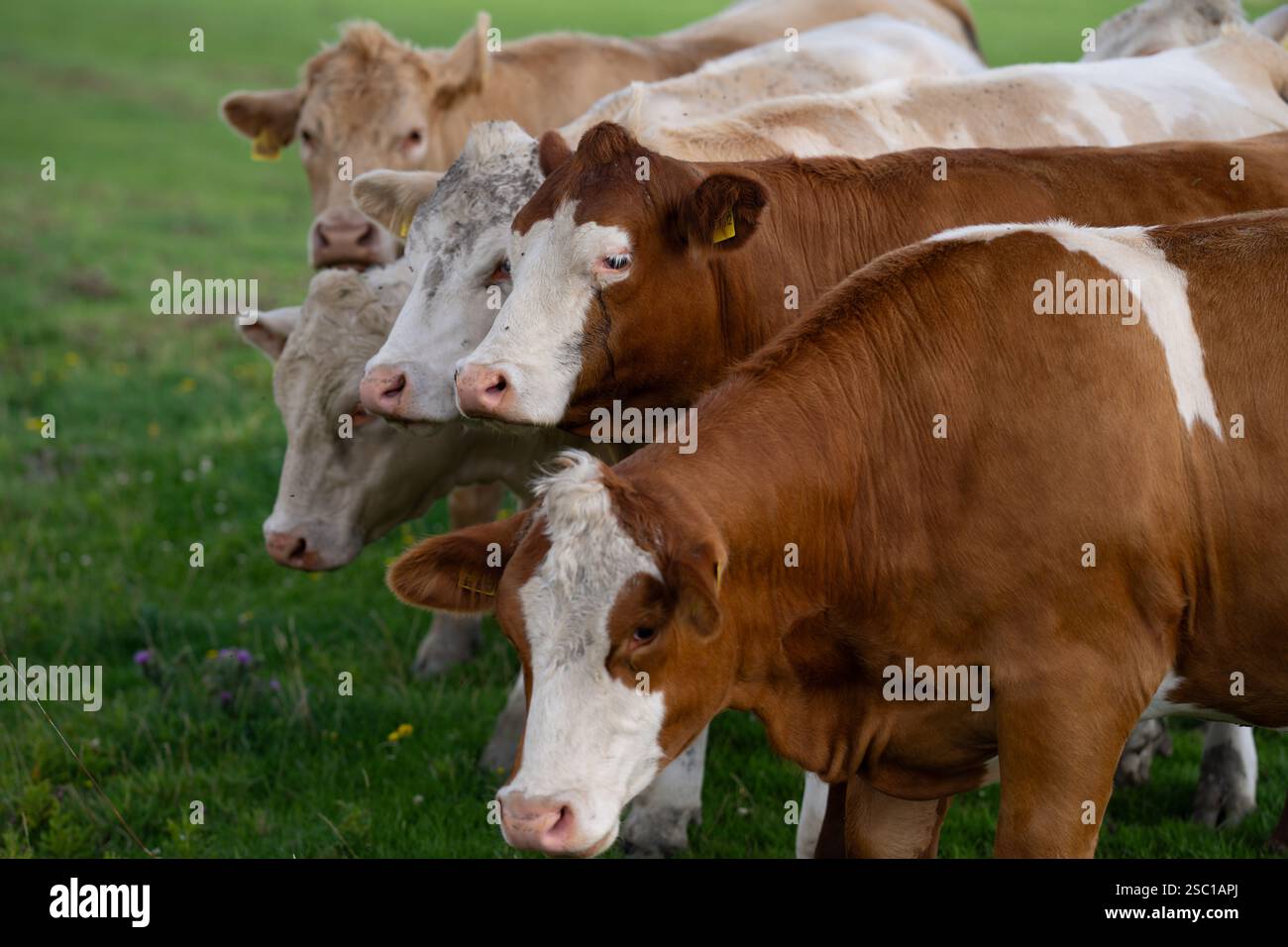 Cow on on spring meadow. Cows farm nature. Cattle eating grass, grazing ...