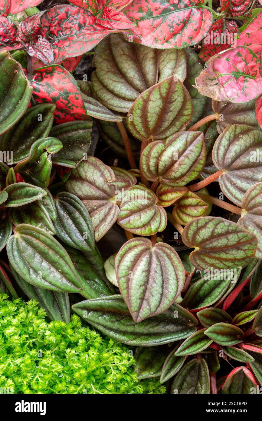 Terrarium plants background backdrop. Plants are Hypoestes phyllos red ...