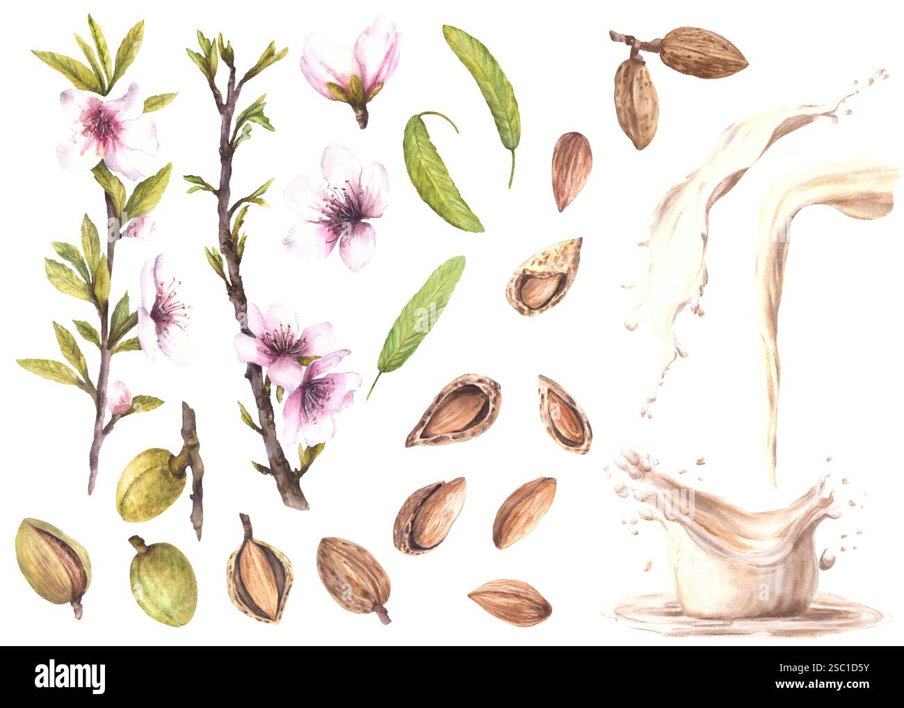 Almond tree with flowing milk set Branch in bloom with buds, nuts ...