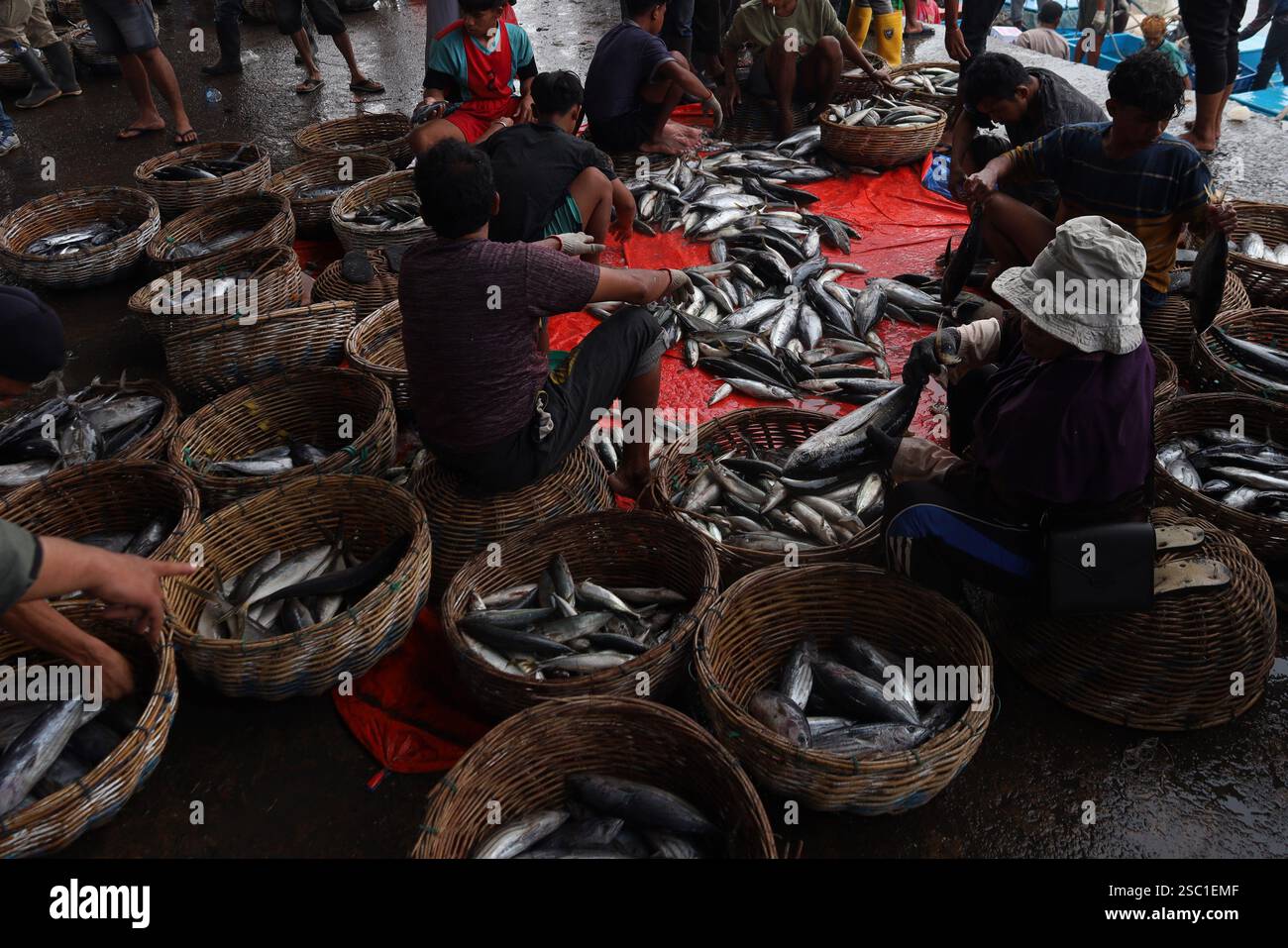 Banda Aceh, Aceh, Indonesia. 5th Feb, 2025. Workers separate fish ...