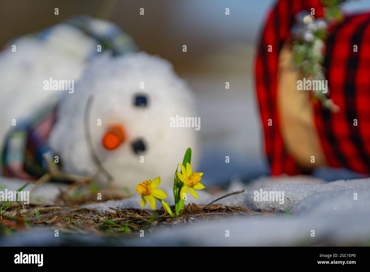 A snowman slowly melting in the sun. End of winter, hello spring ...