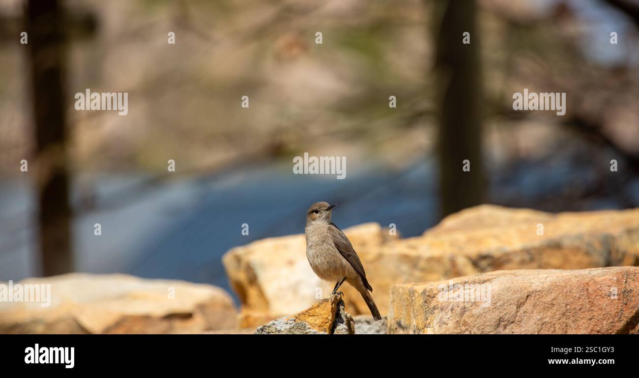 Familiar Chat (Oenanthe familiaris) seen in the Cederberg, Western Cape ...