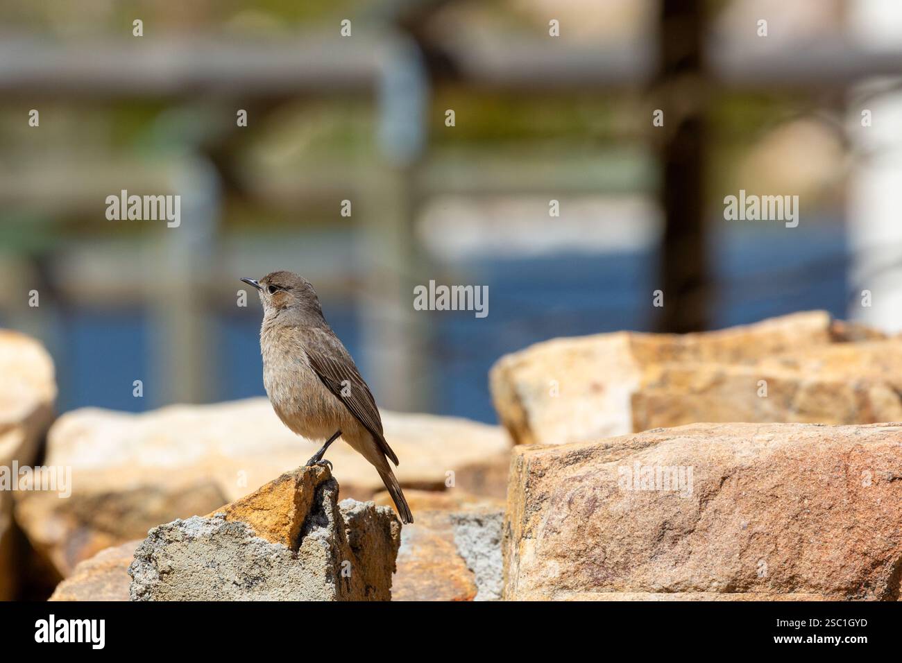 Familiar Chat (Oenanthe familiaris) seen in the Cederberg, Western Cape ...