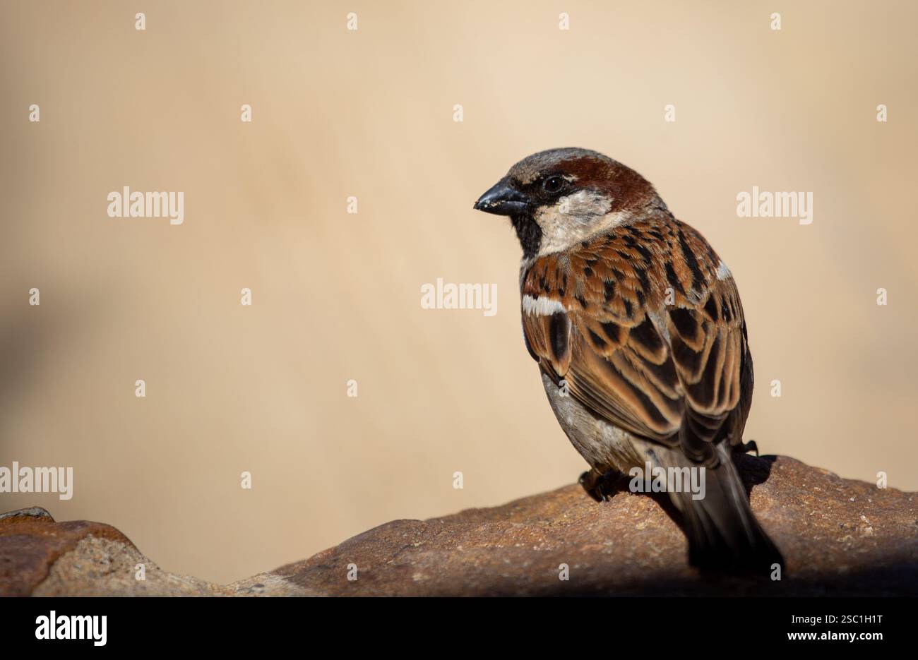 Close up of a House Sparrow from behind (Passer domesticus) sitting on ...