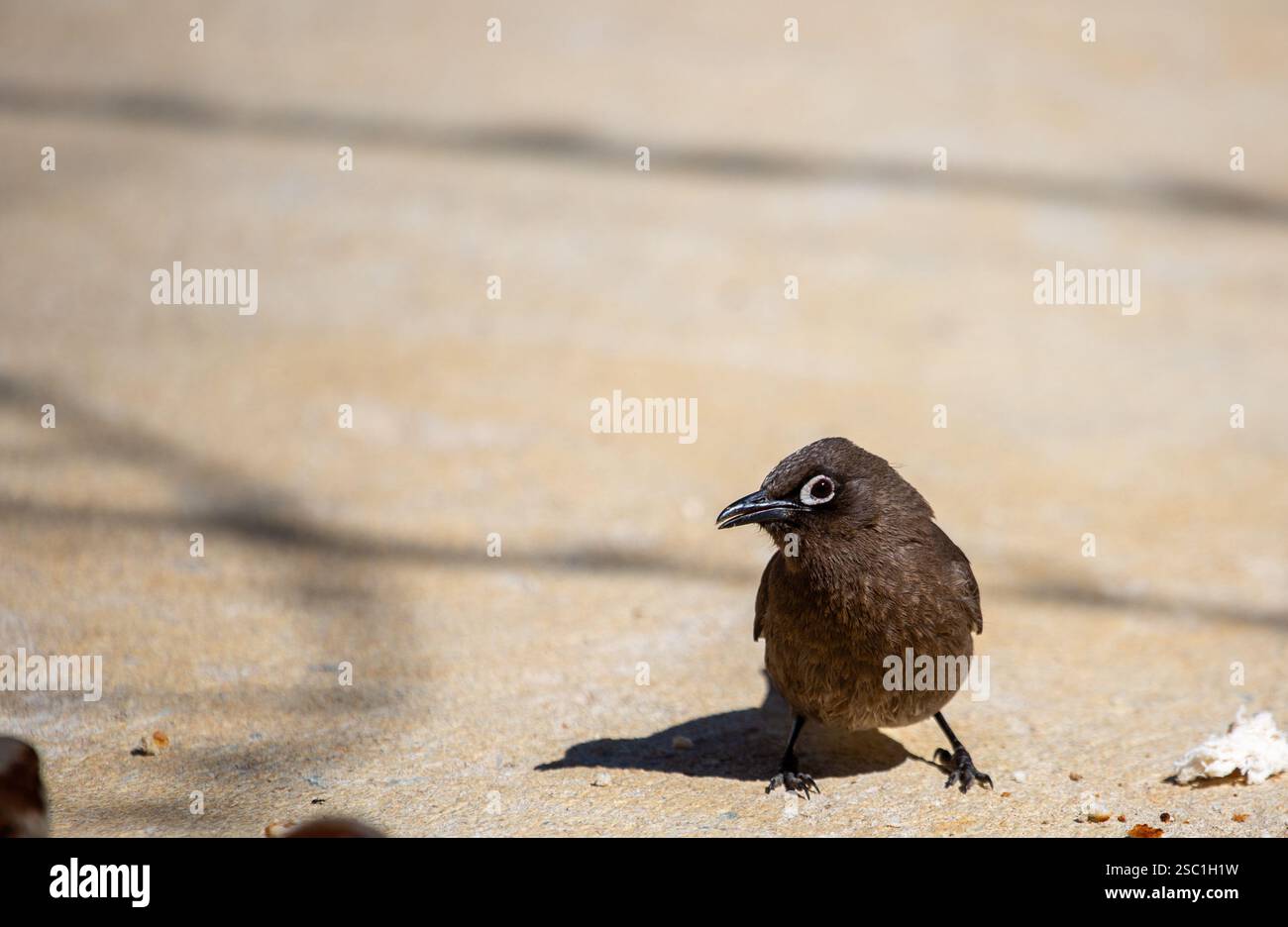 Cape bulbul (Pycnonotus capensis) seen in the Cederberg in the Western ...