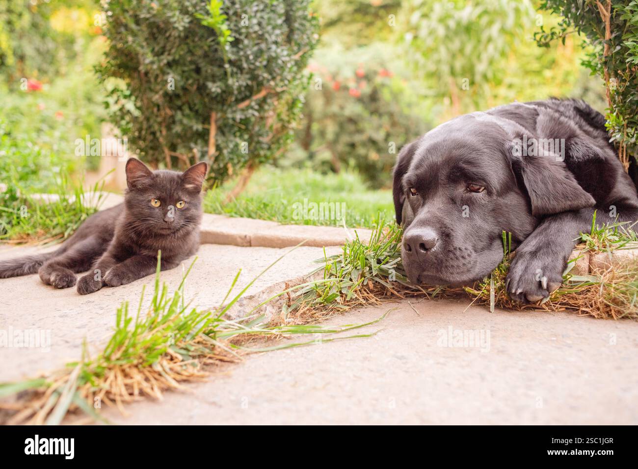 Dog and cat. A black kitten and a black Labrador Retriever are lying in ...