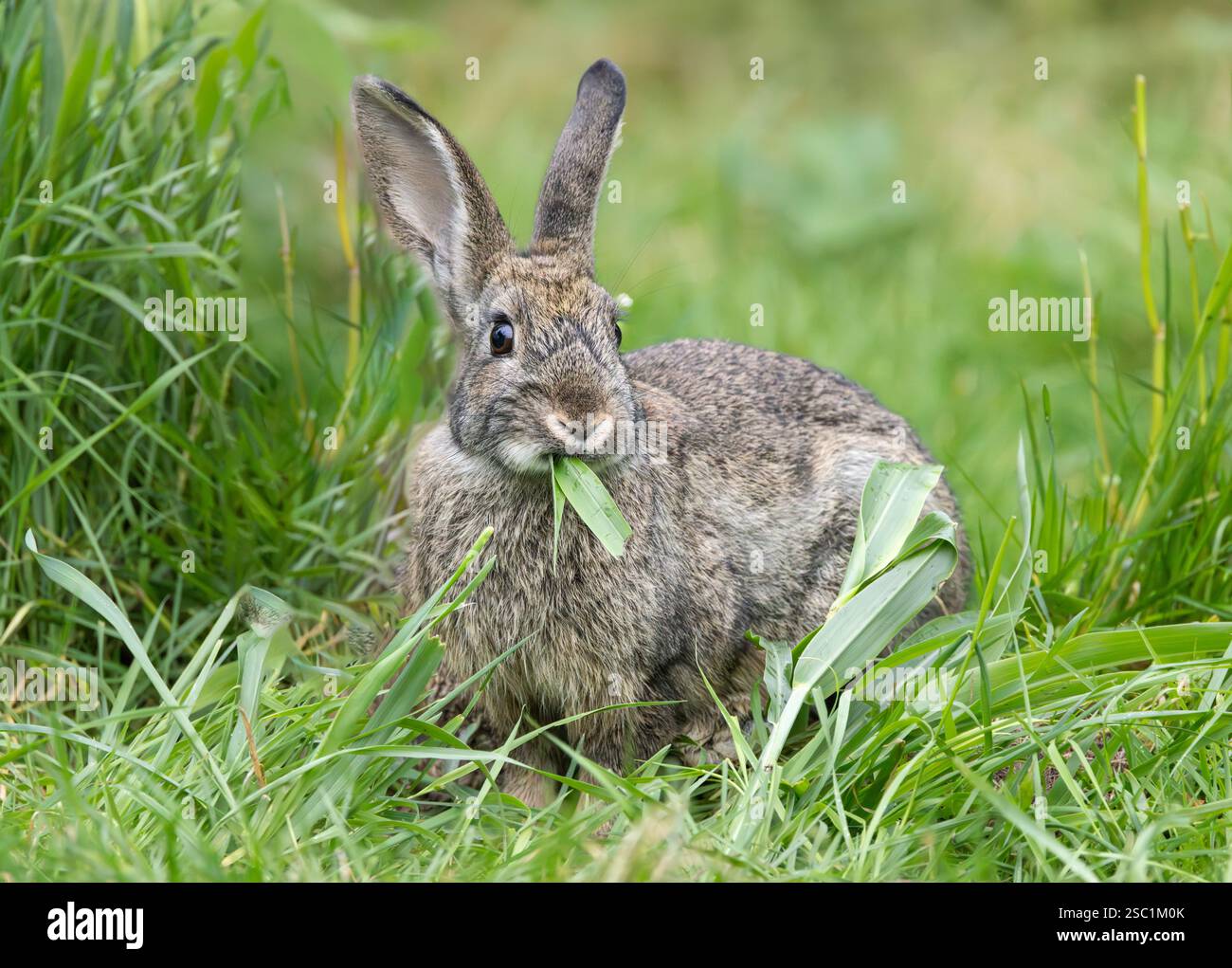 European wild rabbit, Oryctolagus cuniculus, in calm but attentive ...