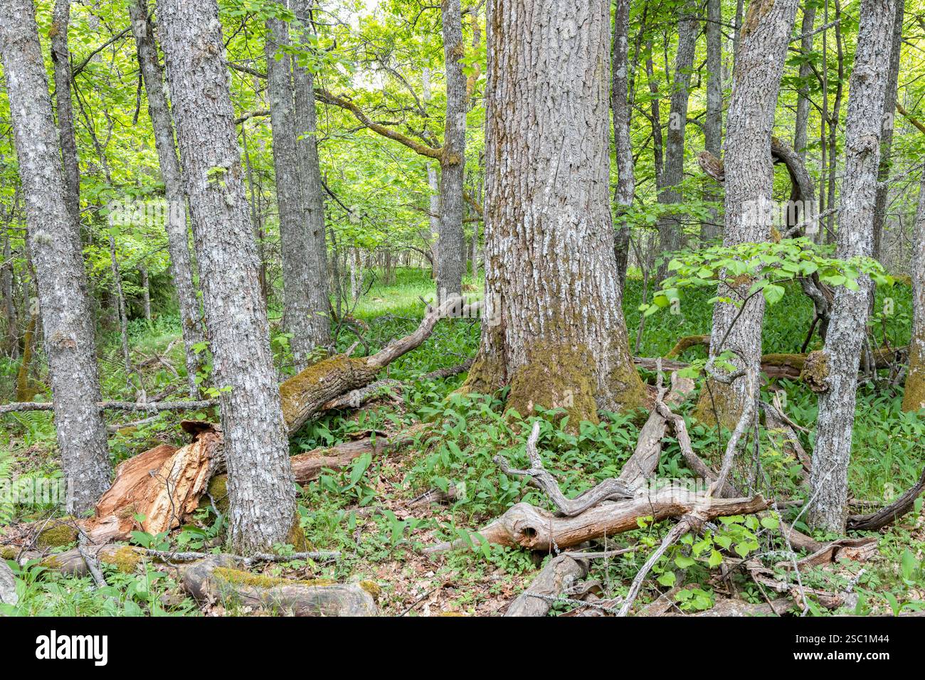 Summer june european forest hi-res stock photography and images - Alamy