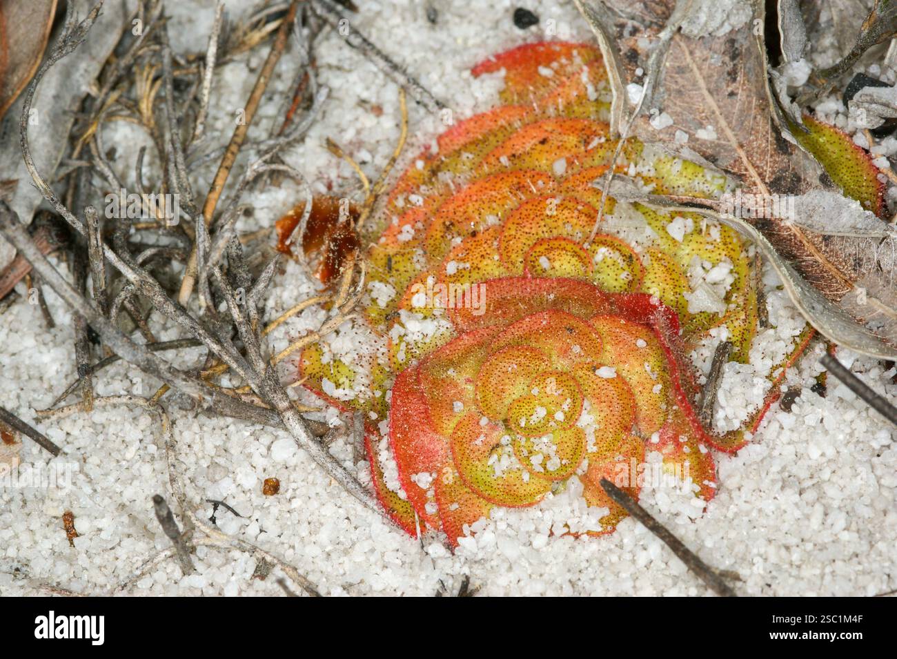 Drosera zonaria hi-res stock photography and images - Alamy