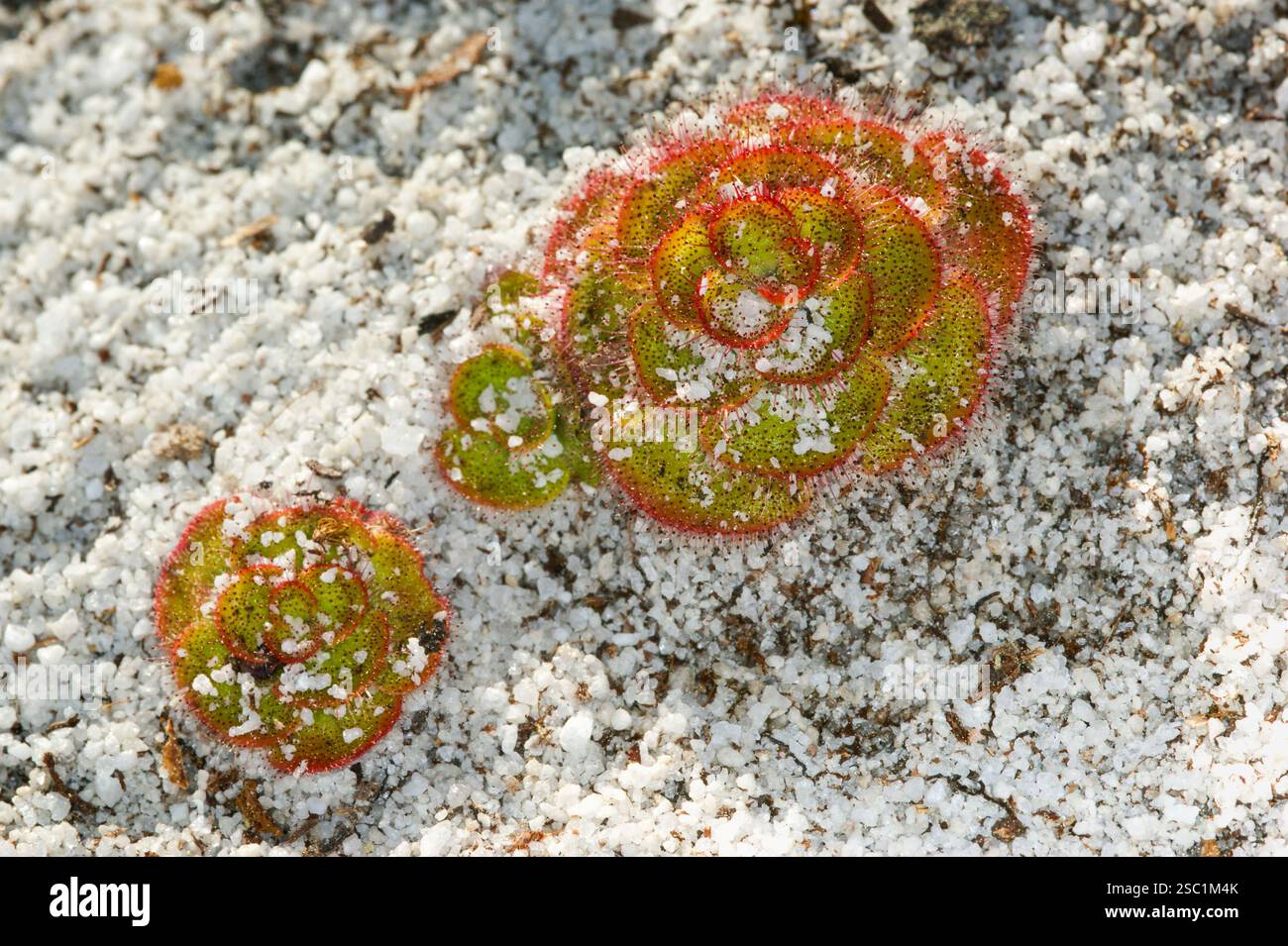 Rosettes of the carnivorous sundew Drosera zonaria growing in white ...