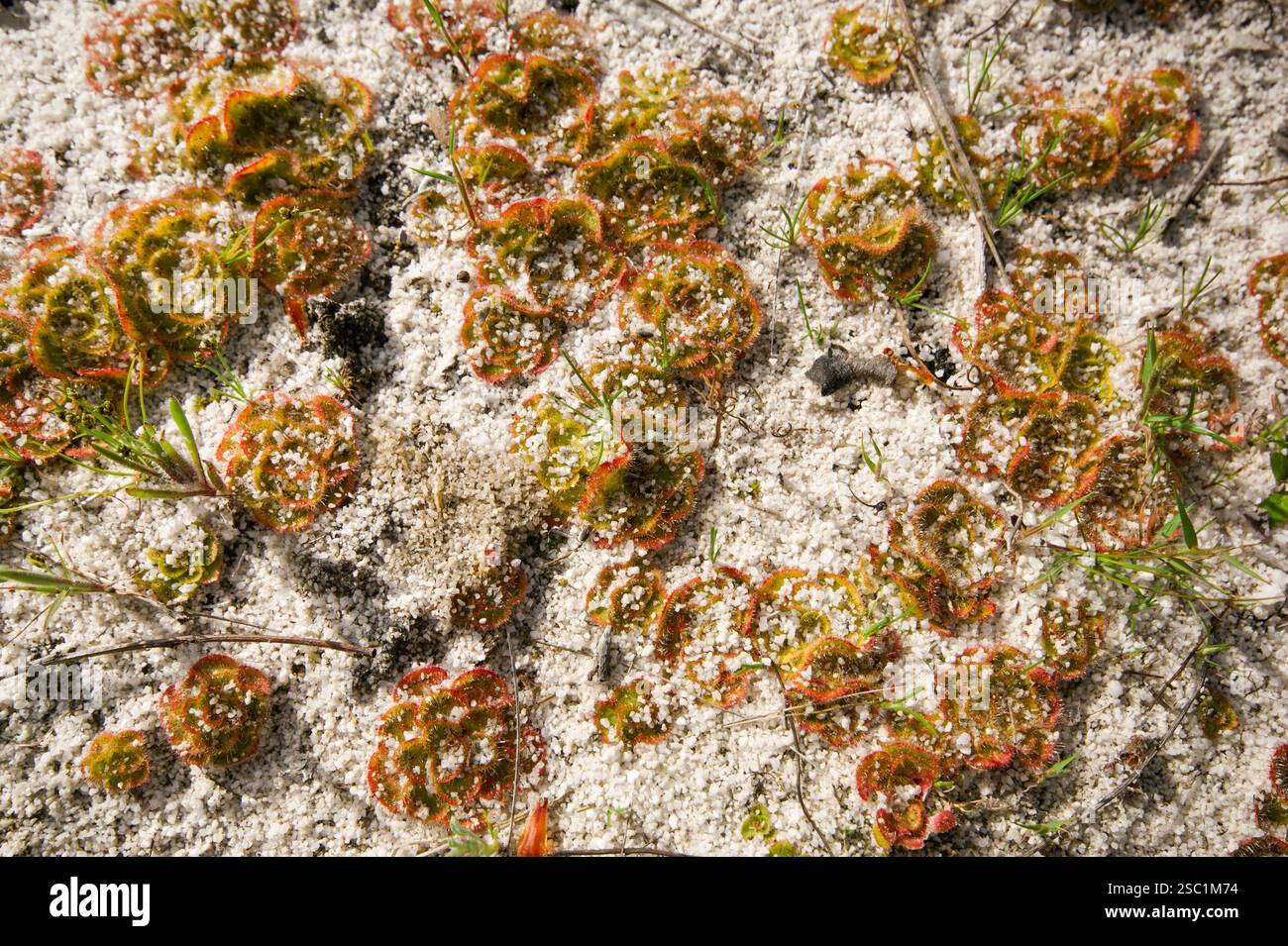 Abundant rosettes of the carnivorous sundew Drosera zonaria in white ...