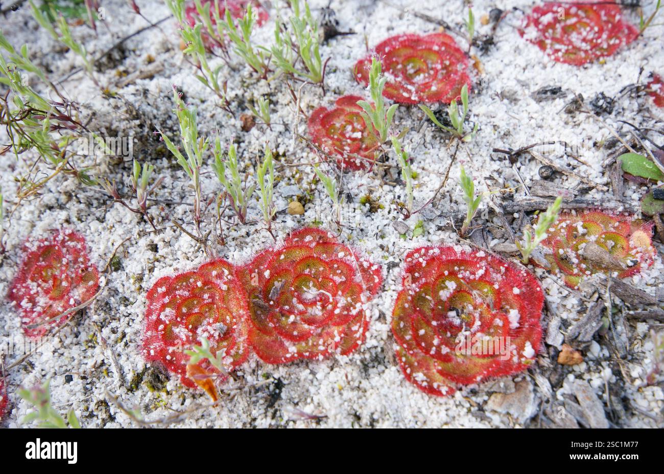 Colorful red rosettes of the carnivorous sundew Drosera zonaria, in ...