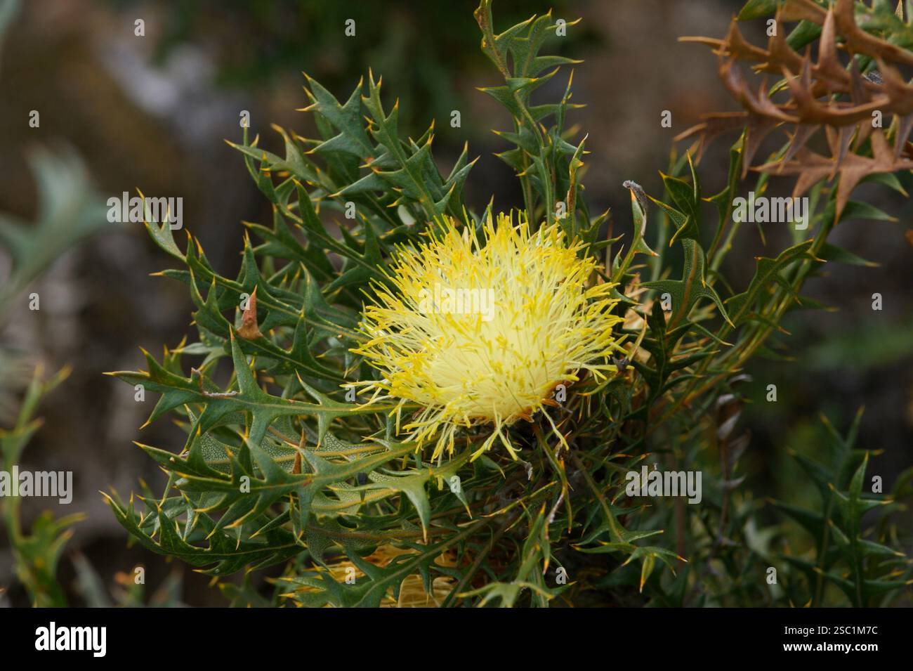 Yellow flower of the Prickly Dryandra (Banksia armata), near Perth ...