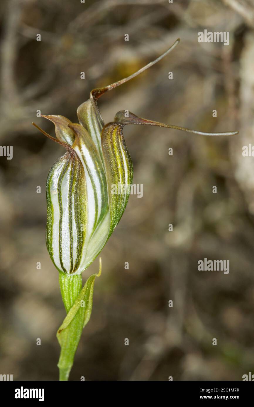 Bizarre flower of the Jug orchid (Pterostylis recurva), natural habitat ...