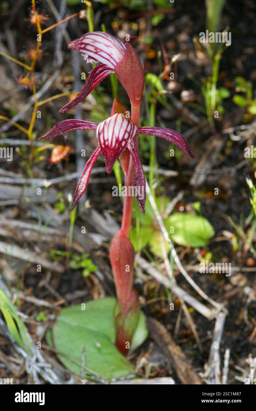 Often flowering after a fire: Red Beaks orchid (Pyrorchis nigricans) in ...
