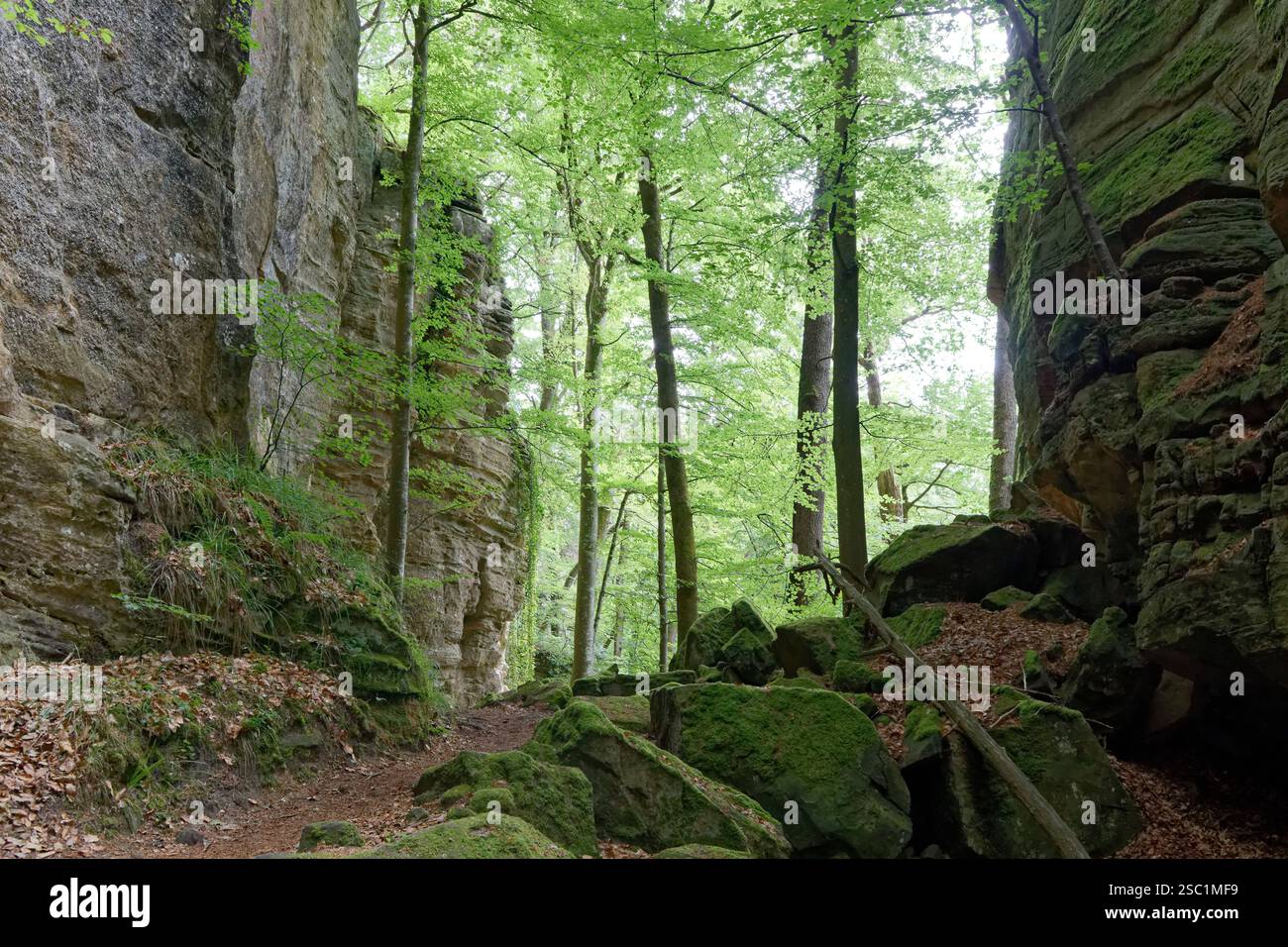 Hiking trail leading through a wild canyon in the Mullerthal region in ...