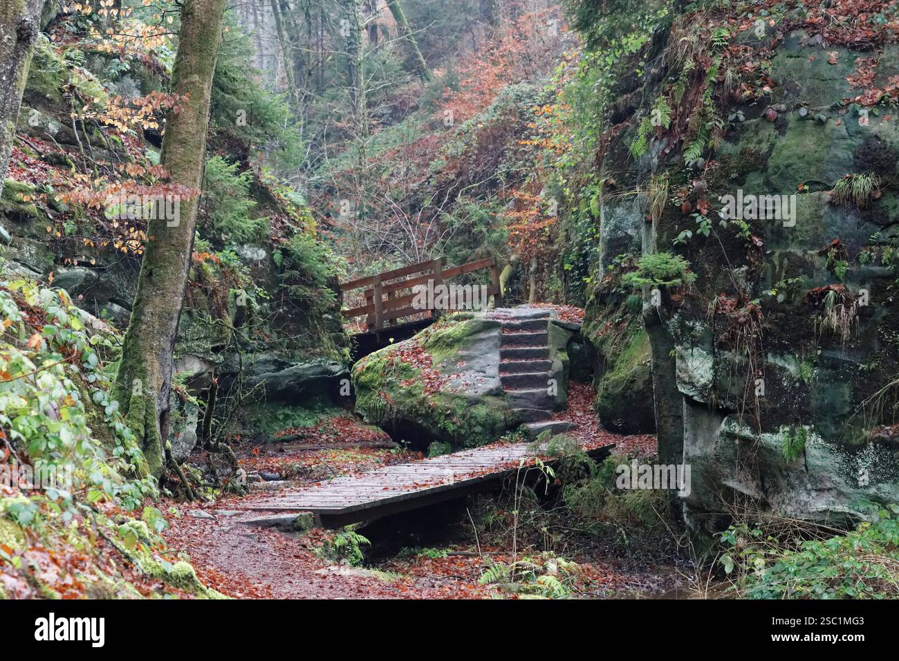 Hiking trail with bridges over a small creek in the Mullerthal region ...
