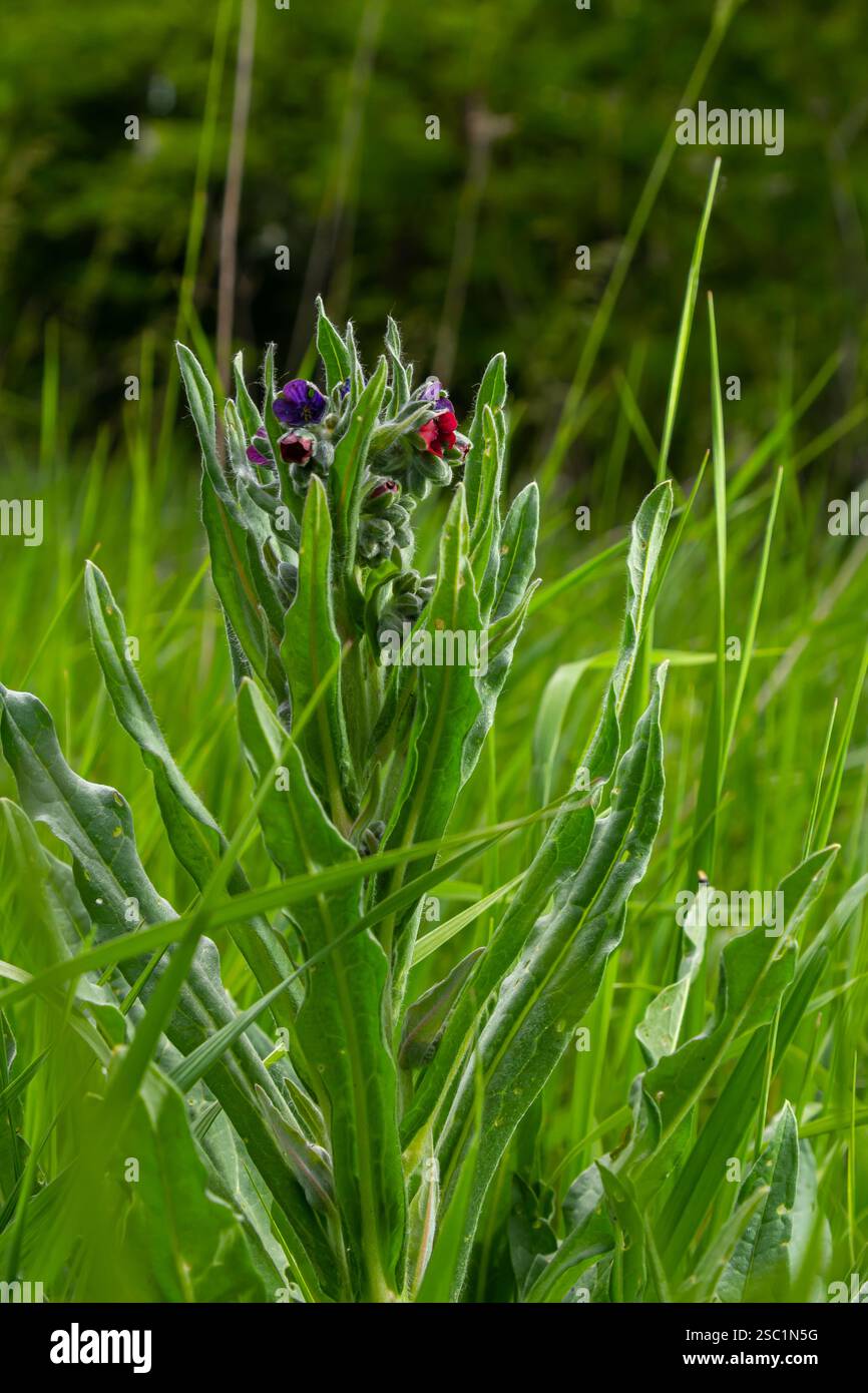 In the wild, Cynoglossum officinale blooms among grasses. A close-up of ...