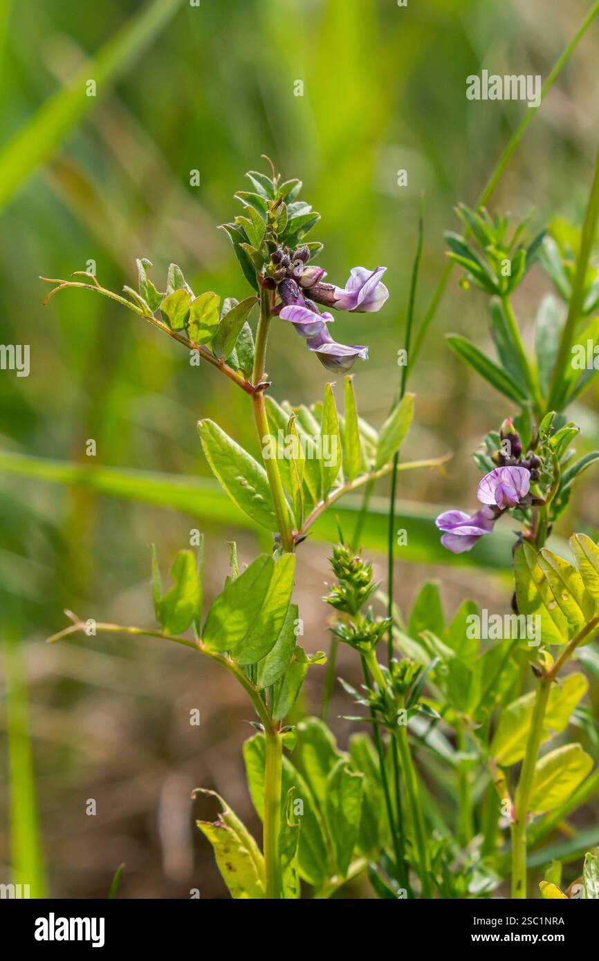 Vicia sepium or bush vetch is a plant species of the genus Vicia. Bush ...