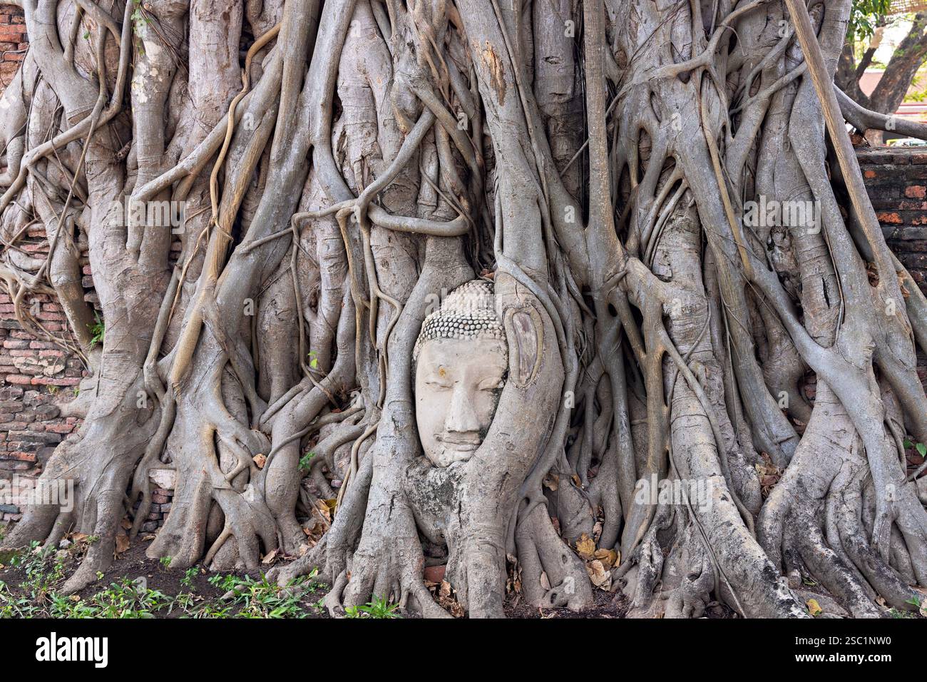 Old fig tree thailand hi-res stock photography and images - Alamy
