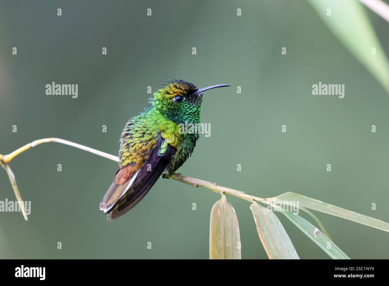 Microchera cupreiceps, The coppery headed emerald is a small hummingbird endemic to Costa Rica ...