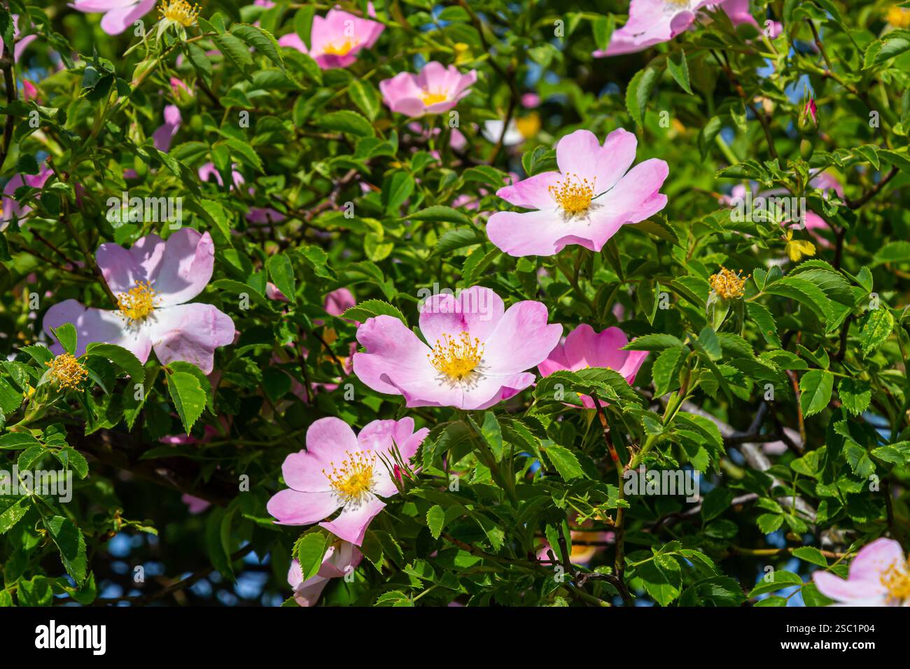 Dog rose, Rosa canina, is an important medicinal plant with pink or ...