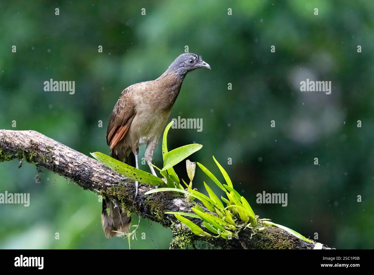 The grey-headed chachalaca, Ortalis cinereiceps is a member of an ...