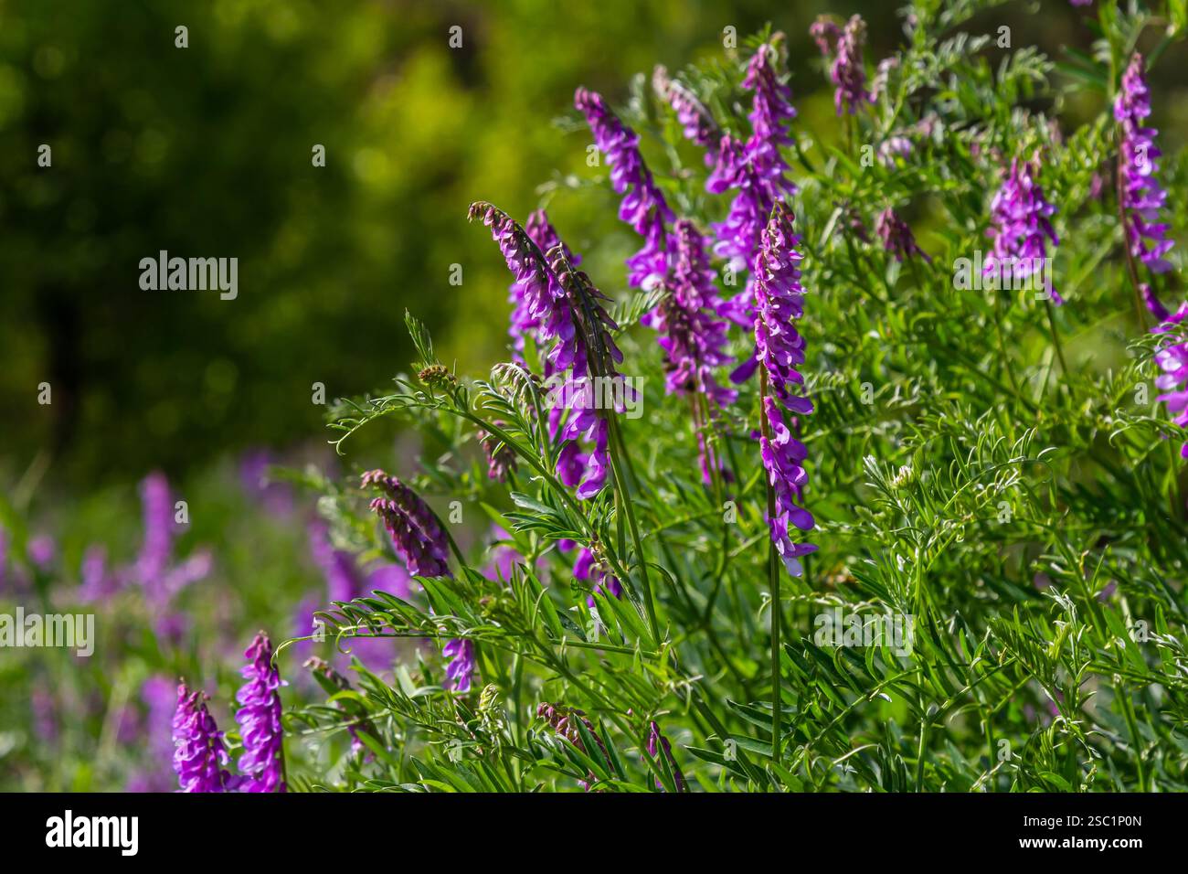 Vetch, vicia cracca valuable honey plant, fodder, and medicinal plant ...