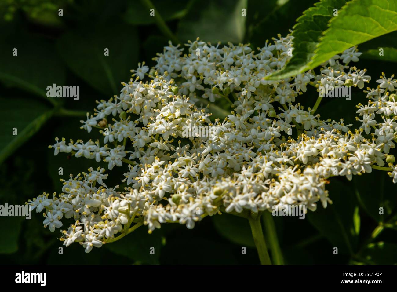 Flower buds and flowers of the Black Elder in spring, Sambucus nigra ...