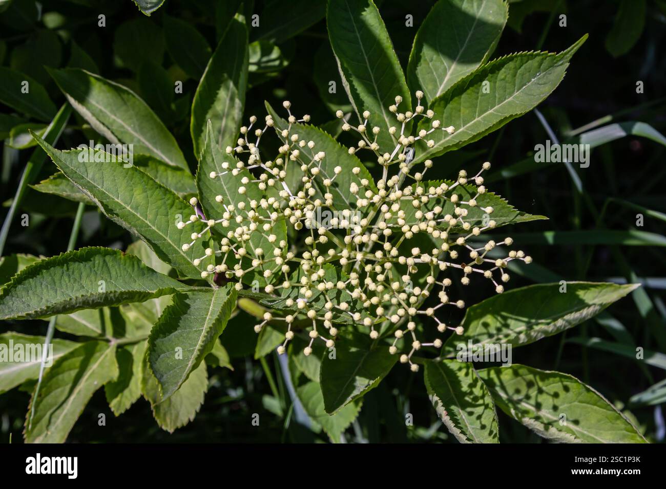 Flower buds and flowers of the Black Elder in spring, Sambucus nigra ...