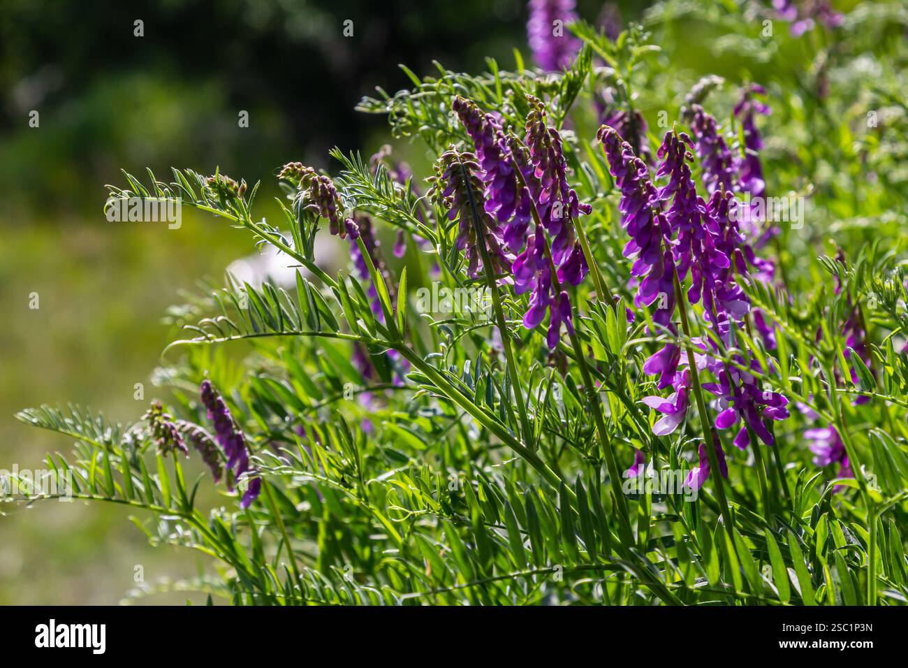 Vetch, vicia cracca valuable honey plant, fodder, and medicinal plant ...