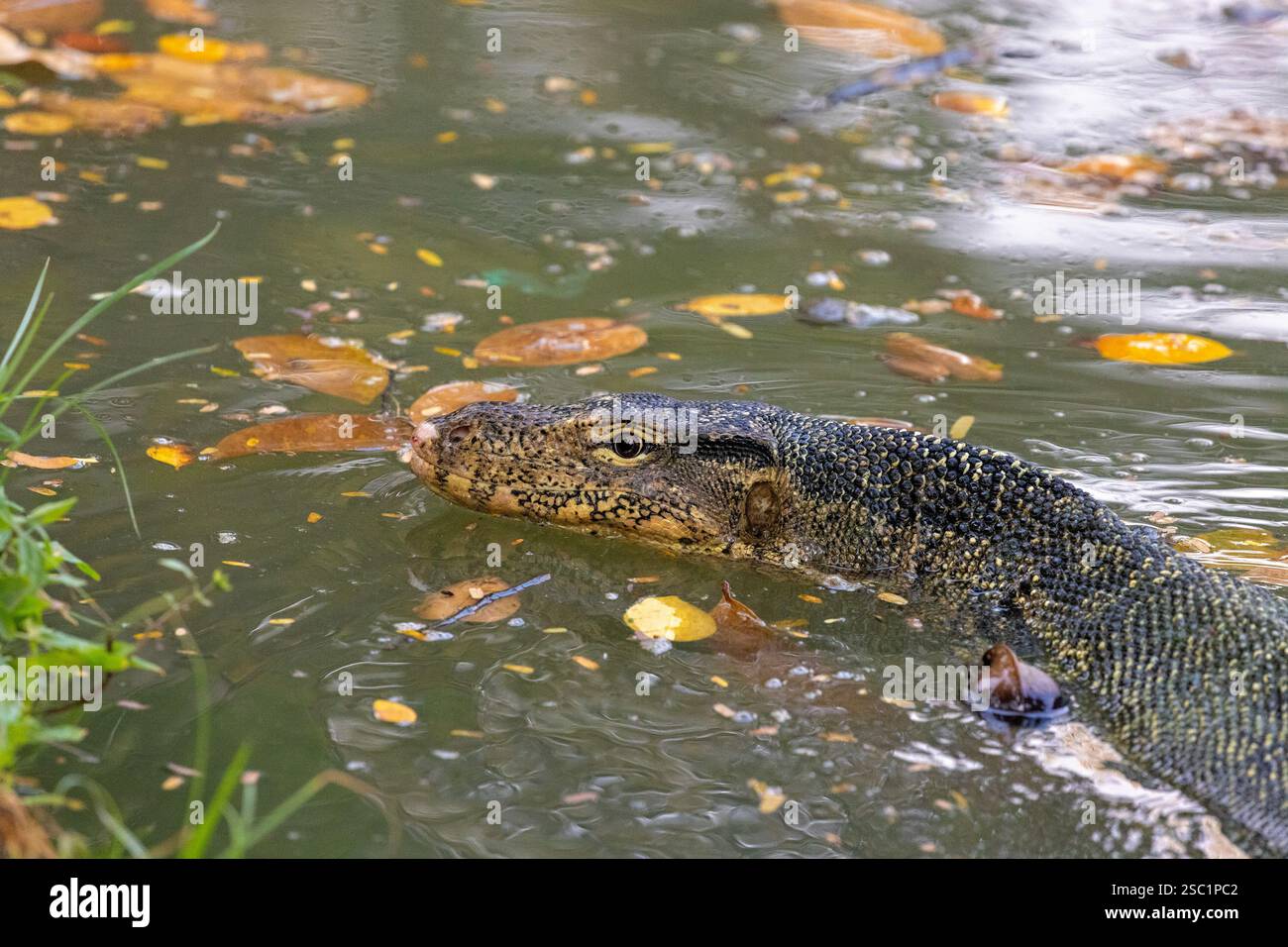 Water monitor is swimming in the lake, Lumpini Park,Bangkok Stock Photo ...