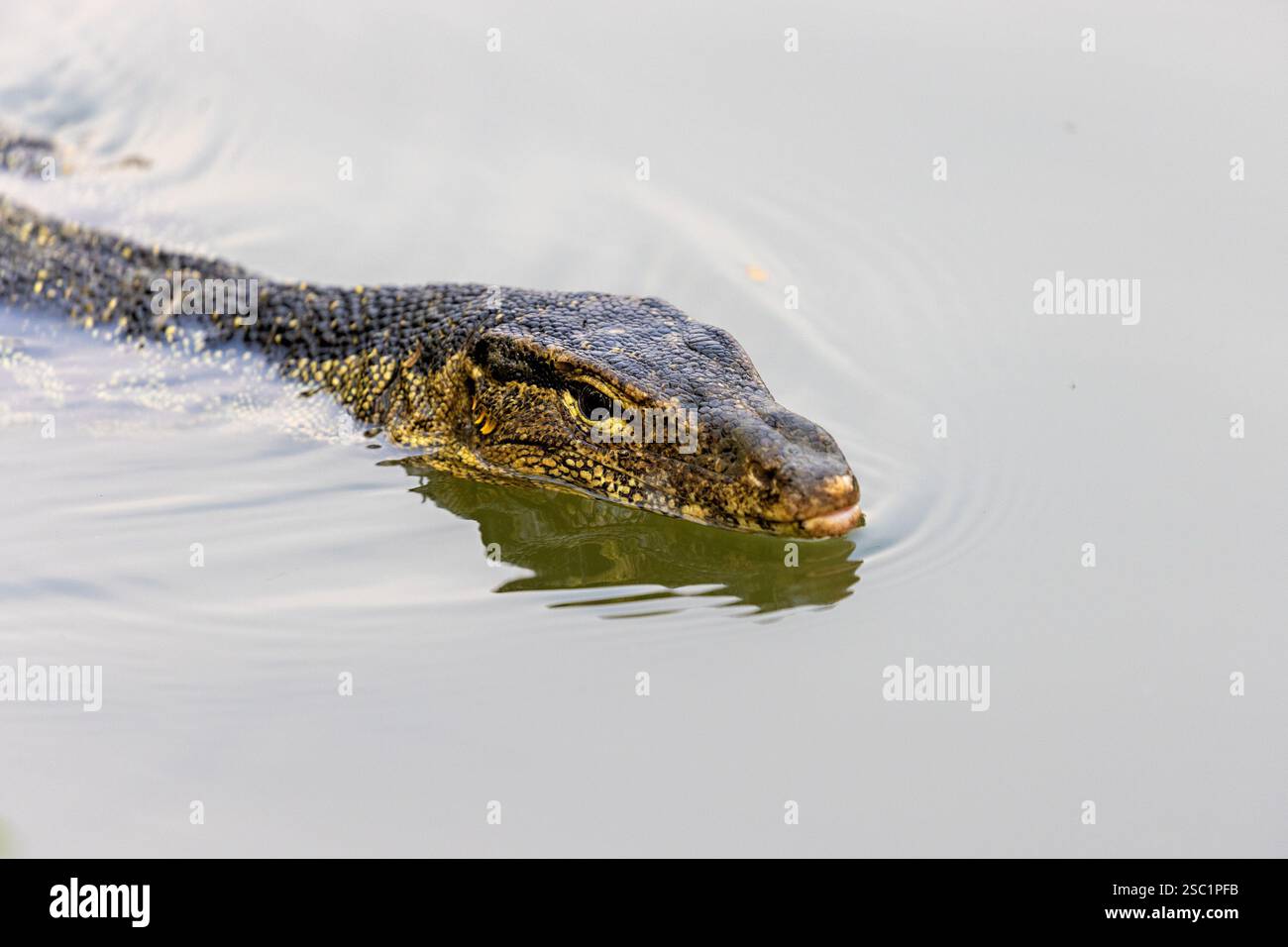 Water monitor is swimming in the lake, Lumpini Park,Bangkok Stock Photo ...