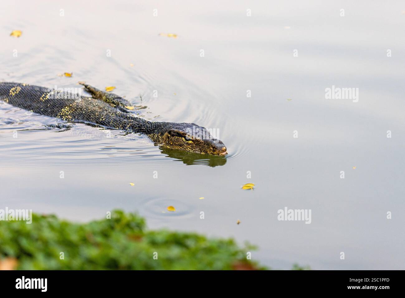 Water monitor is swimming in the lake, Lumpini Park,Bangkok Stock Photo ...