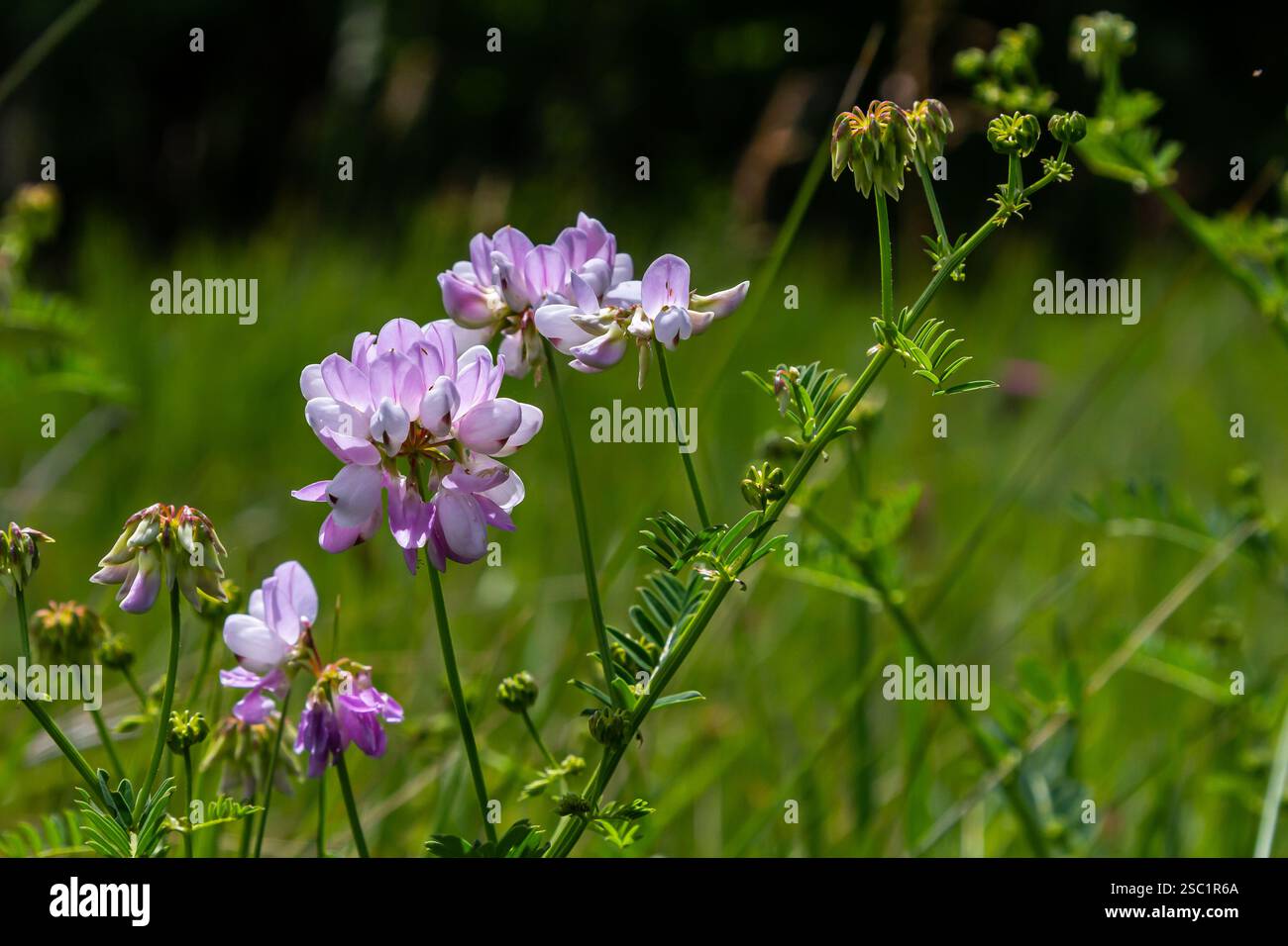 the flowers of Securigera varia - crownvetch, purple crown vetch Stock ...