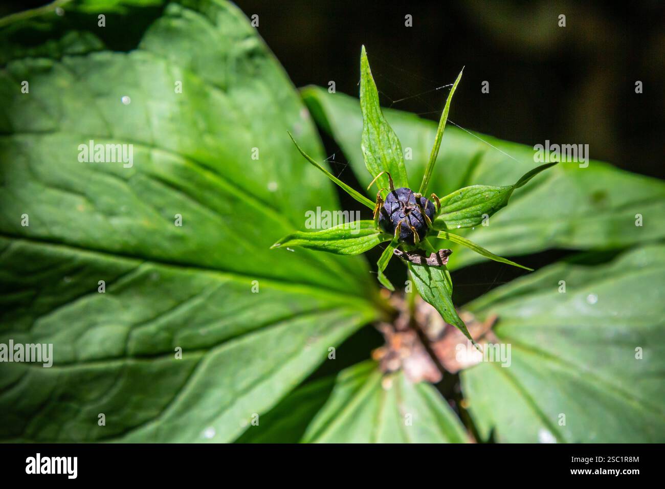 Very poisonous plant Raven's eye four-leaf Paris quadrifolia also known ...