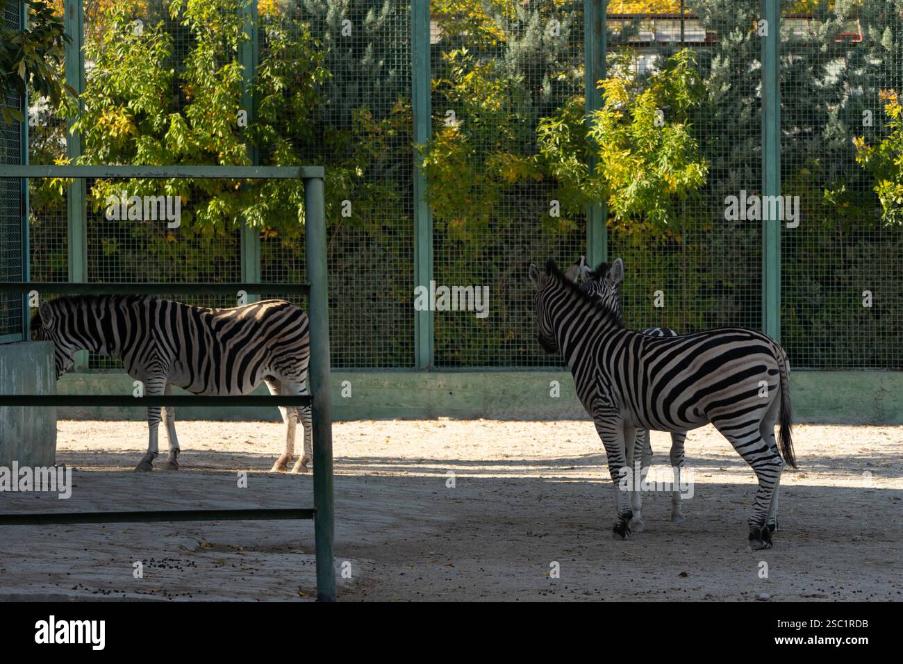 Zebras Zoo Enclosure Autumn: Two zebras in a zoo enclosure during ...