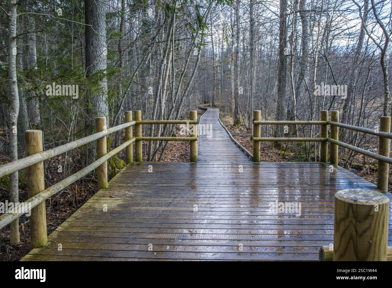 A tranquil wooden boardwalk meanders through the serene wetlands of ...