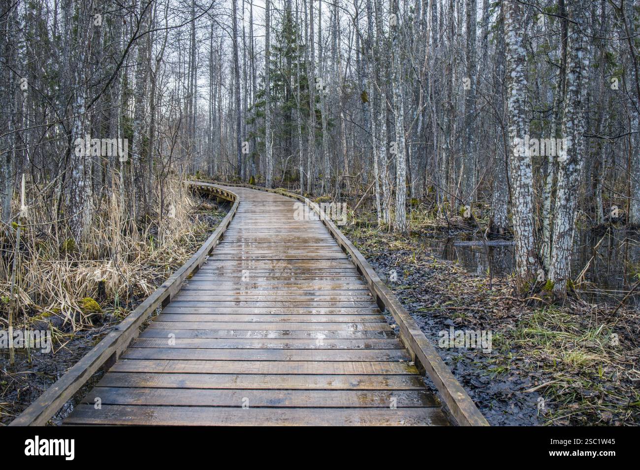 A tranquil wooden boardwalk meanders through the serene wetlands of ...