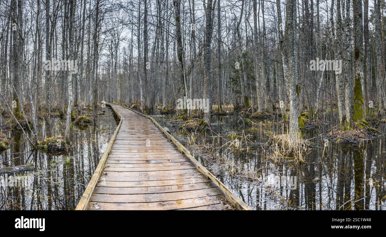 A tranquil wooden boardwalk meanders through the serene wetlands of ...